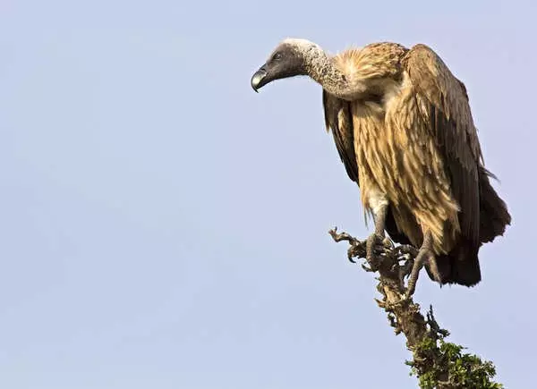 Vultures Муваффақият