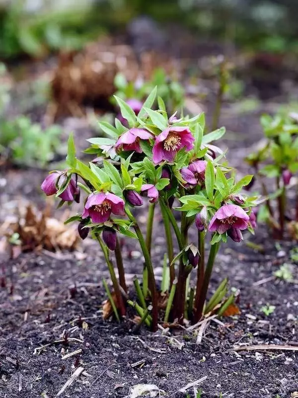 Hellebore-kasvit varjolle