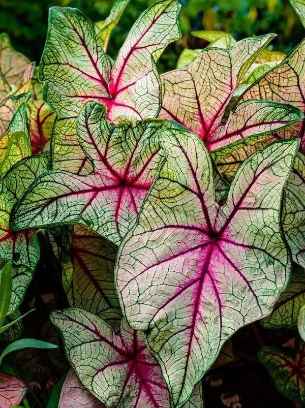 Caladium Plant for Shade