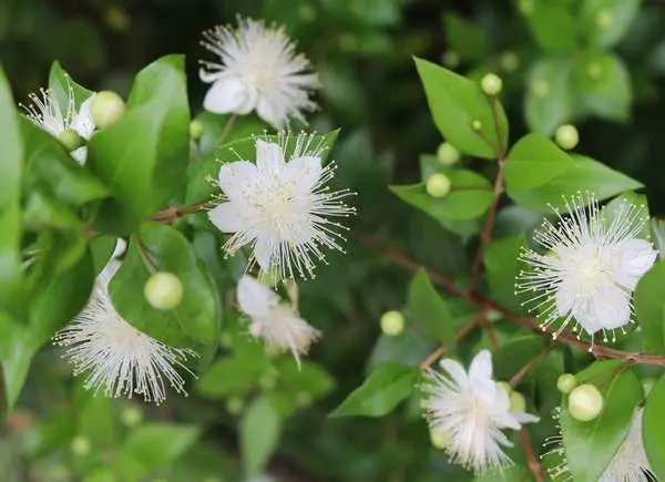 Planta de umbra mirt