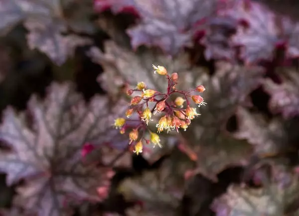 Heuchera varjokasvi