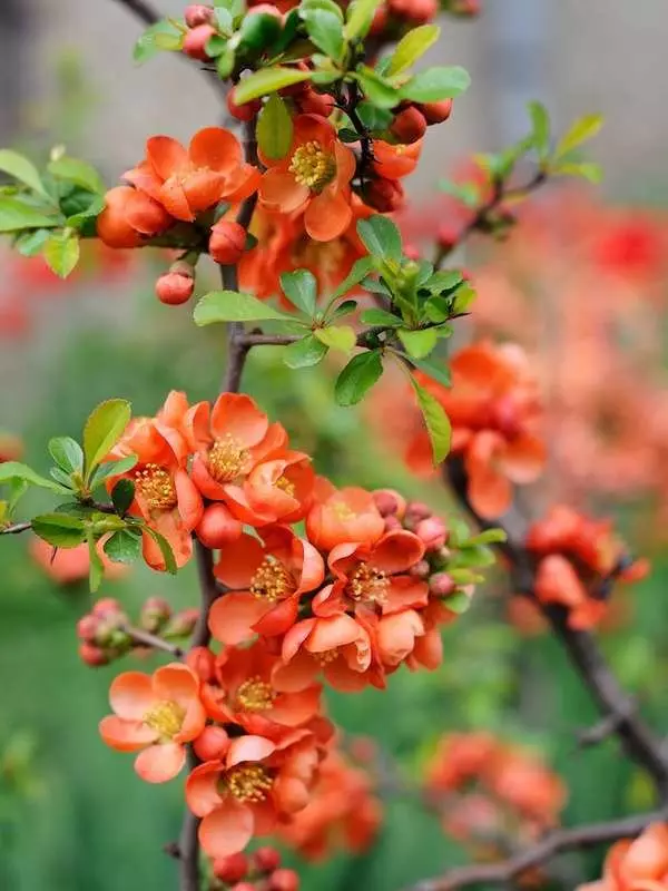 Planta de umbră Chaenomeles