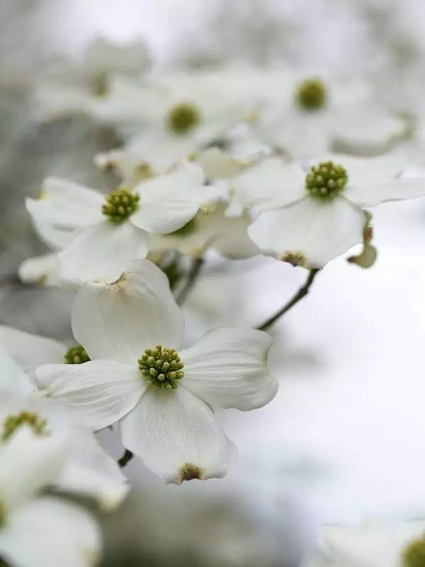 Dogwood მცენარეები ჩრდილში