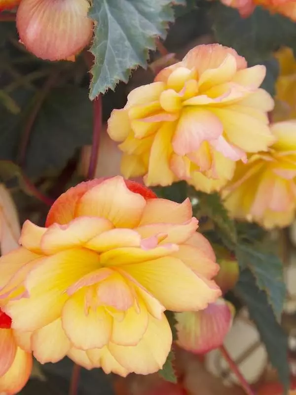 Plante de begonia care nu au nevoie de soare