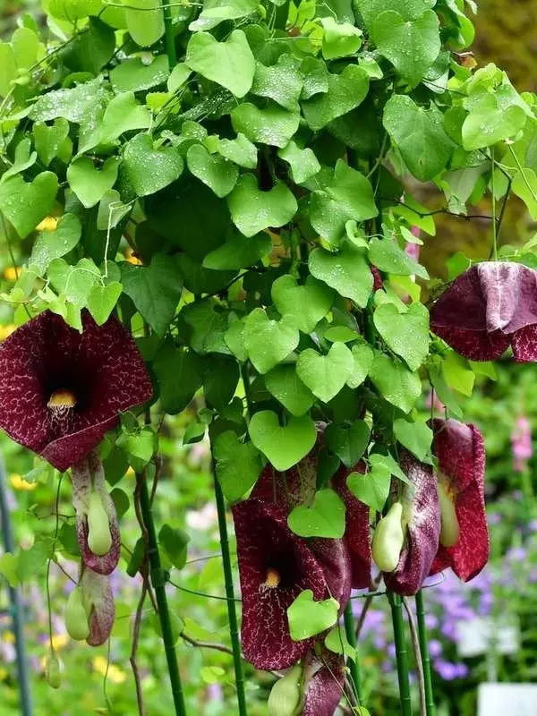 Dutchman's Pipe Shade -kasvit