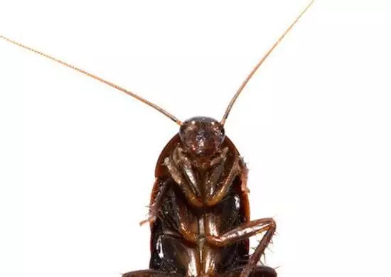 Kakkerlakken verdragen