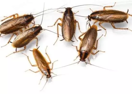 Méadaigh cockroaches