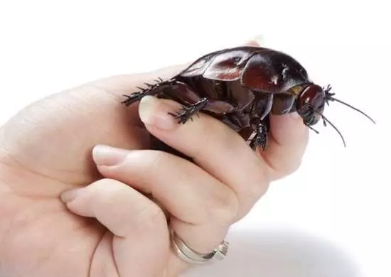Kakkerlakken verbazen