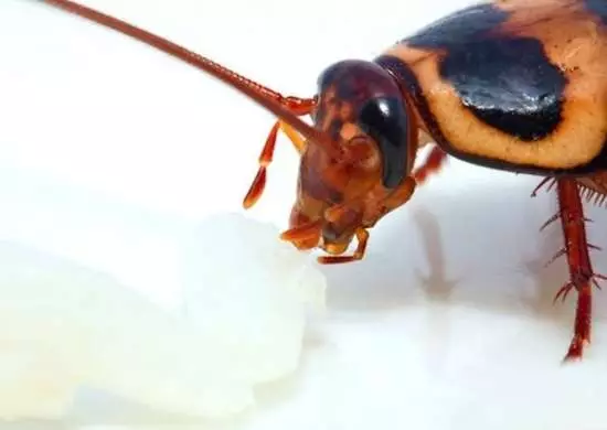 Kakkerlakke Scavenge