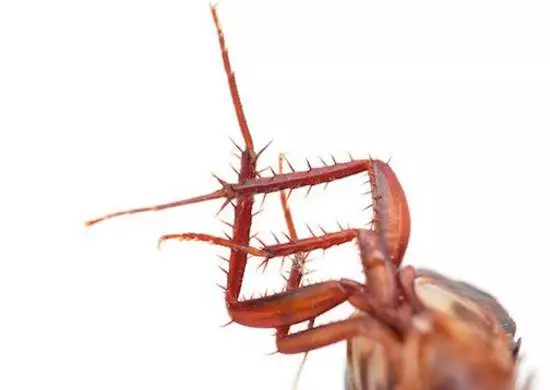 Kakkerlakken Zoom