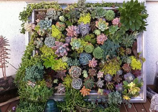 DIY Garden Imibono