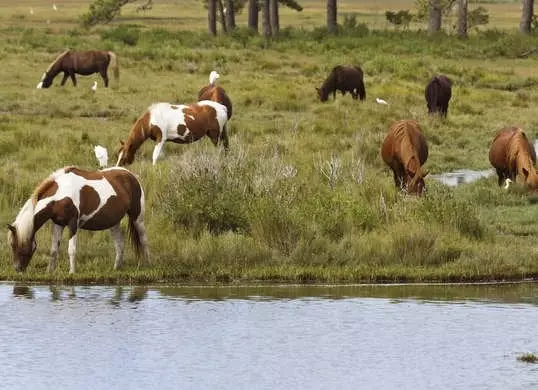 Chincoteague, Virginia (väkiluku 2 879)