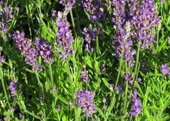 Lavender 'Superblue'