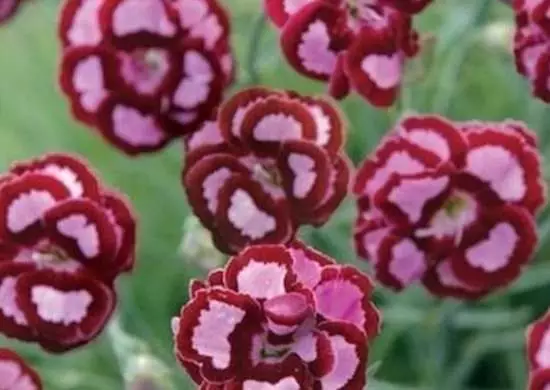 Mkpụrụ osisi apụl Dianthus