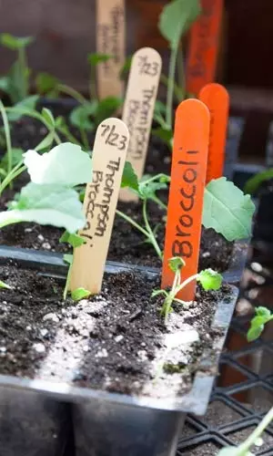 Jardineria interior: elecció de contenidors per a plantes