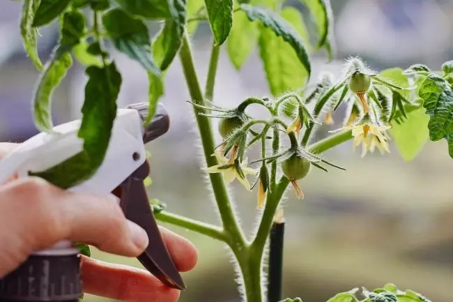 Indoor Gardening uye Dziviriro yeZvipembenene