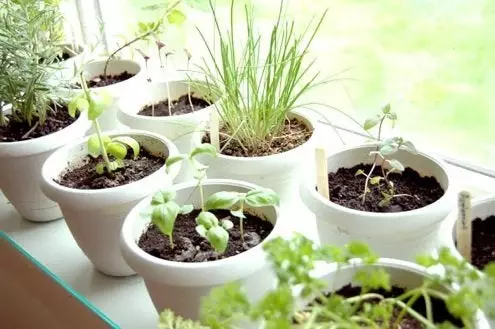 Cultive ervas dentro de casa - jardim de ervas em vaso