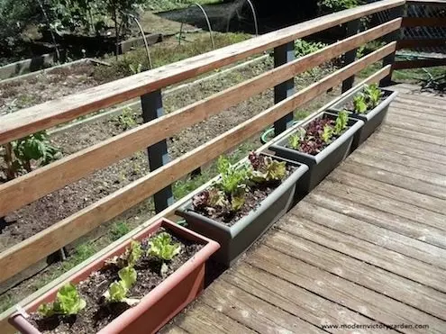 Узгајајте зелену салату у контејнерима - башта контејнера на палуби