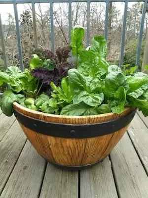 Salat in Behältern anbauen - Spinat