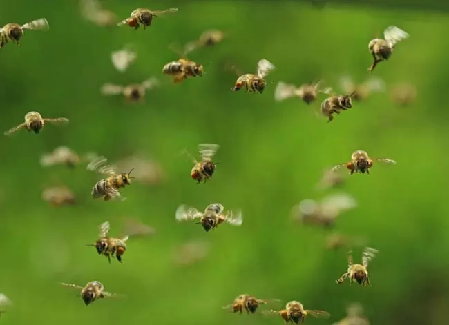 vliegende honingbijen die bijna gaan zwermen