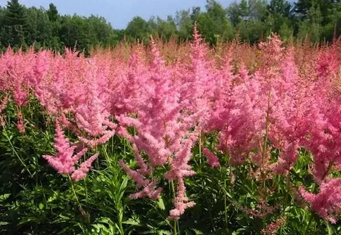 Dele planter om høsten - Astilbes