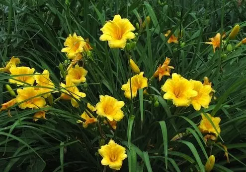 Delende planter om høsten - Day Liles