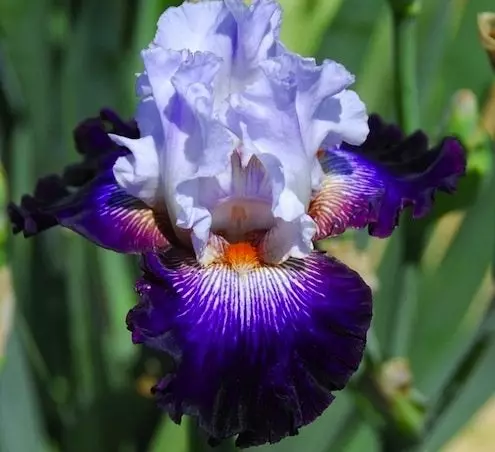 Delende planter om høsten - skjeggete iris