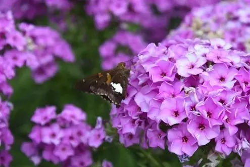 Dividaj Plantoj en Aŭtuno - Phlox