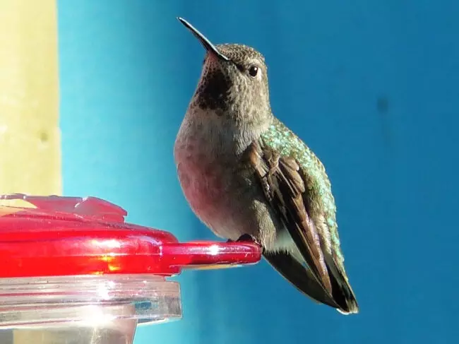 alimentador de colibrís