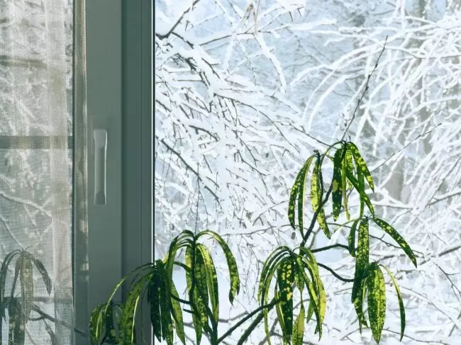 8 tipů pro péči o pokojové rostliny v zimě