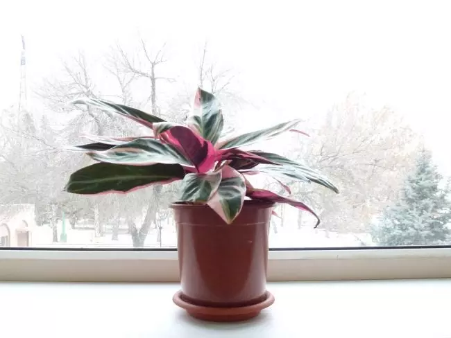 Starostlivosť o izbové rastliny v zime