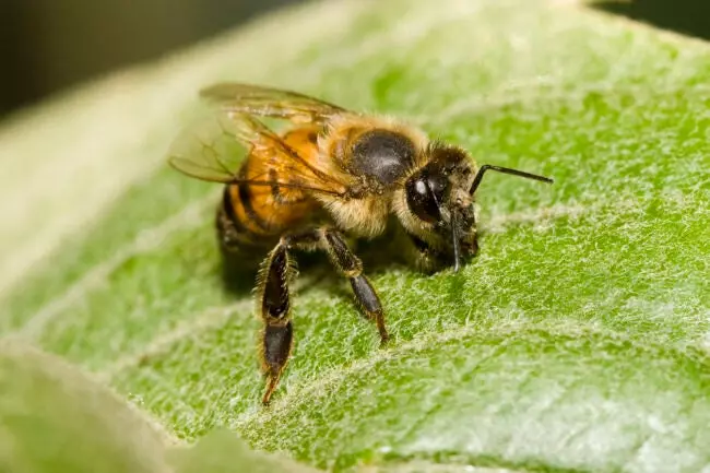 mefuta ea linotsi - africanized bee