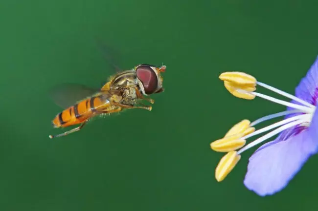 jenis lebah - hoverfly