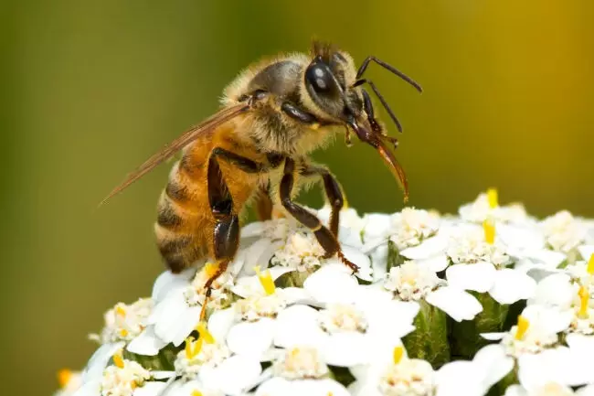 видови пчели - медоносна пчела