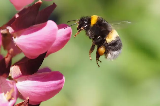 סוגי דבורים - דבורת בומבוס