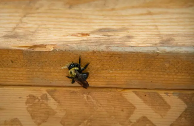 είδη μελισσών - ξυλουργική μέλισσα