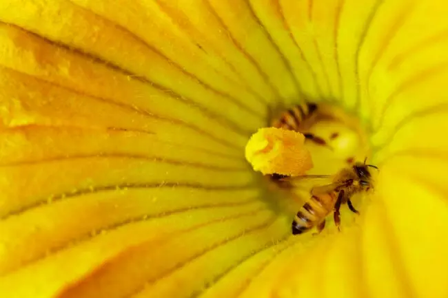 druhy včiel-squash včela
