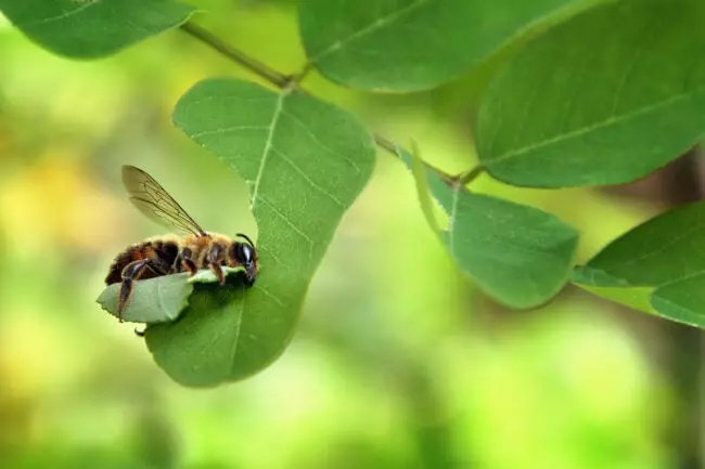 tipuri de albine - albină tăietoare de frunze