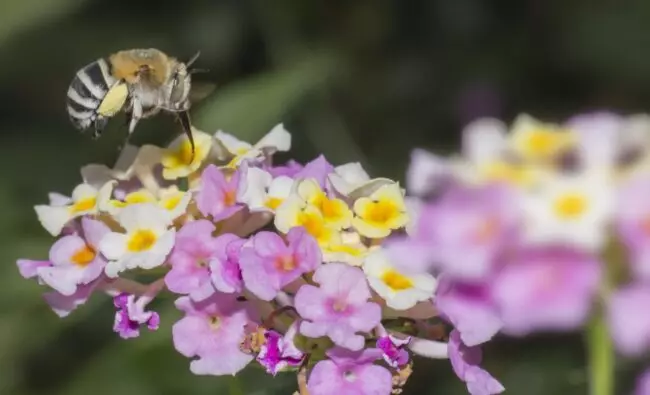 arı türleri - yaban mersini arısı