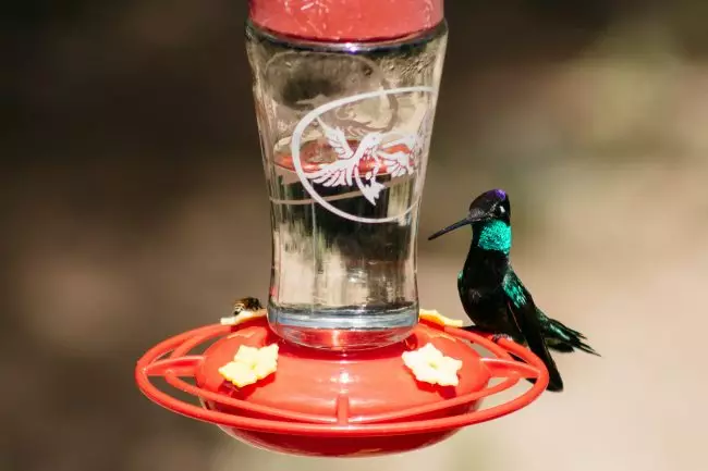 Cele mai bune opțiuni de hrănire pentru colibri