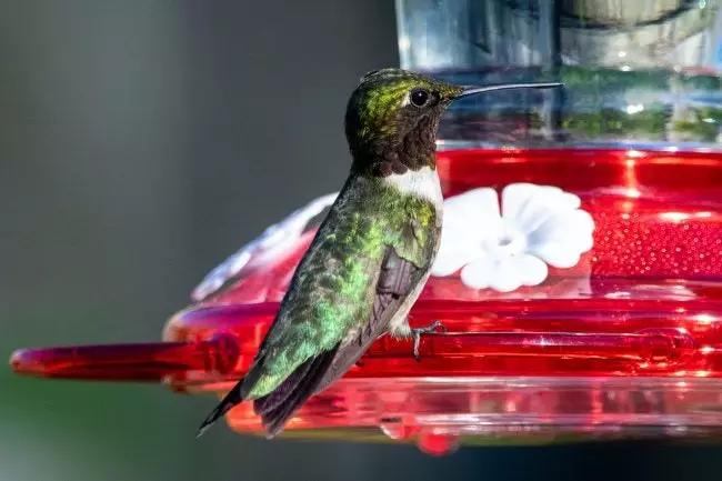 Cele mai bune opțiuni de hrănire pentru colibri