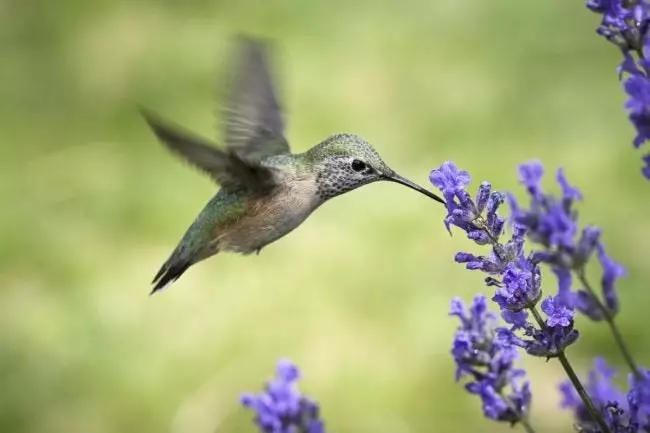Mokhoa oa ho Hohela Li-hummingbirds Serapeng