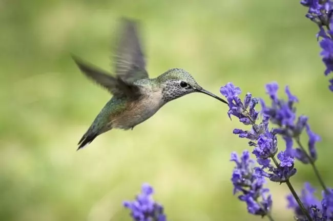 如何吸引蜂鳥到花園