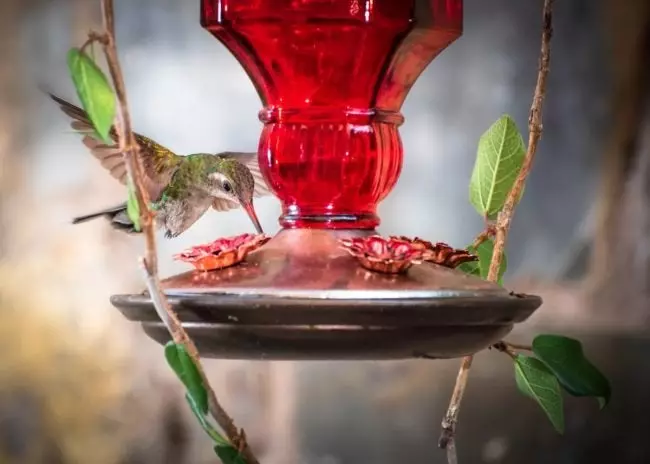 Hogyan vonzzuk be a kolibri etetőkkel