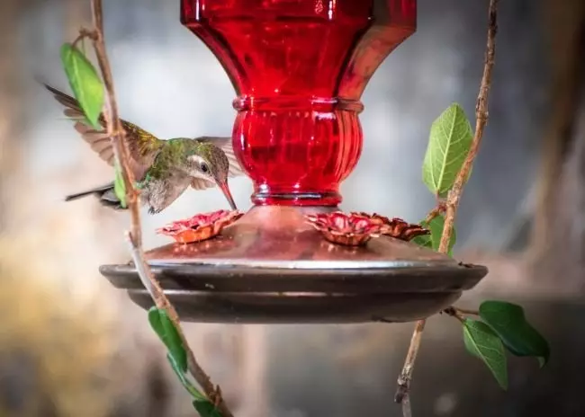 Mokhoa oa ho hohela li-hummingbird ka li-Feeders