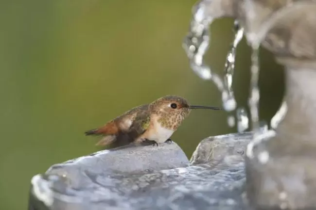Hogyan vonzzuk be a kolibriakat vízi tulajdonságokkal