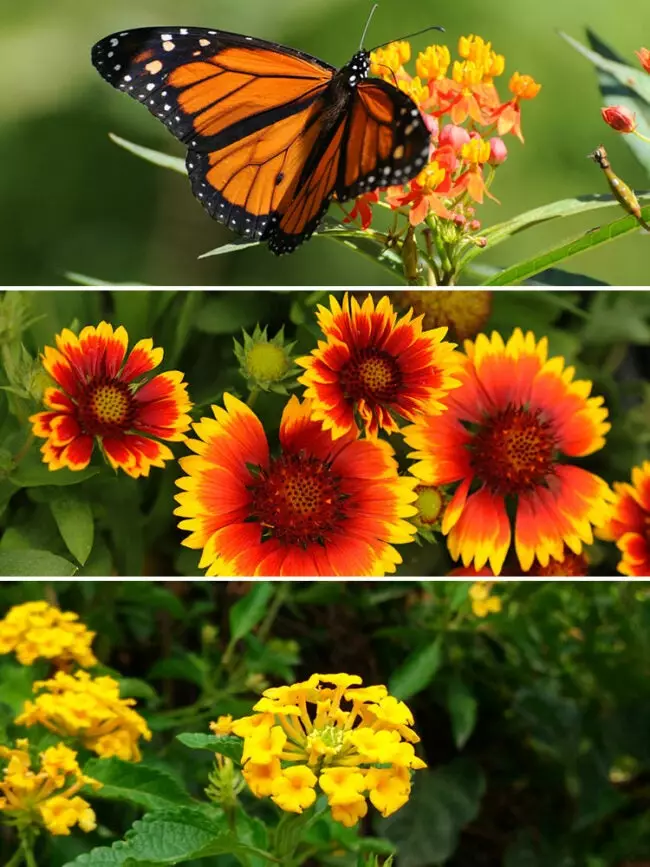 idées de jardin de récipient de papillon