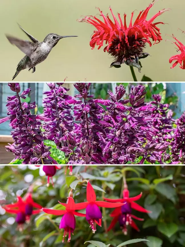 jardín de contenedores de colibrí
