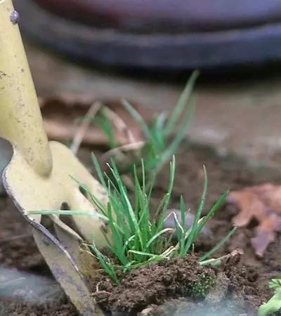 Cum să-ți pliviți grădina - Furcă