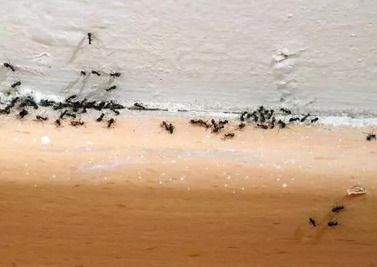 Myrer i huset